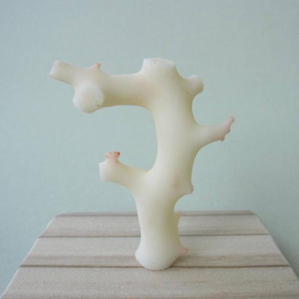 海から採取したそのままの状態でお届けいたします。昔から魔除けや、厄除けに良いといわれている珊瑚。サンゴは長寿と生命力を与え、悪運を遠ざけ、幸せを運んでくれるといわれています。魔よけ厄除けに、床の間やお部屋に飾るのもおススメです。新築祝、還暦...