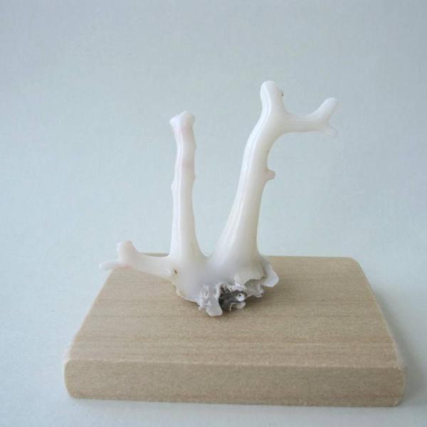 美しく磨かれた白珊瑚です。昔から魔除けや、厄除けに良いといわれている珊瑚。サンゴは長寿と生命力を与え、悪運を遠ざけ、幸せを運んでくれるといわれています。魔よけ厄除けに、床の間やお部屋に飾るのもおススメです。新築祝、還暦祝いにもおすすめです。...