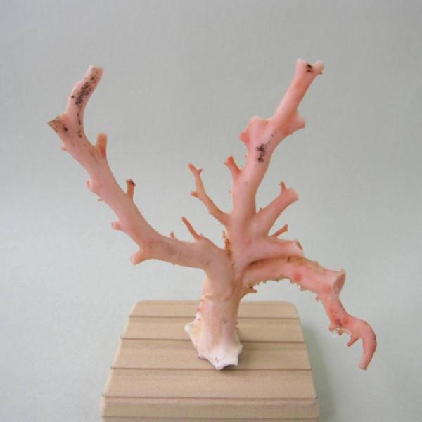 深海（ピンク）珊瑚は、宝石珊瑚の中でも際だって深い1,000メートルを越える深海底で採取されるので、 この名称が商品名になっています。ハワイ群島周辺海域の、水深1000メートル以上の深海で採取され、骨軸は白を基調にしながら ピンク色の斑紋を...