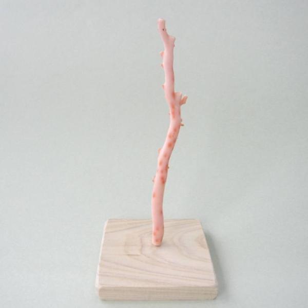 深海珊瑚は、宝石珊瑚の中でも際だって深い1,000メートルを越える深海底で採取されるので、 この名称が商品名になっています。ハワイ群島周辺海域の、水深1000メートル以上の深海で採取され、骨軸は白を基調にしながら ピンク色の斑紋を含みます。...