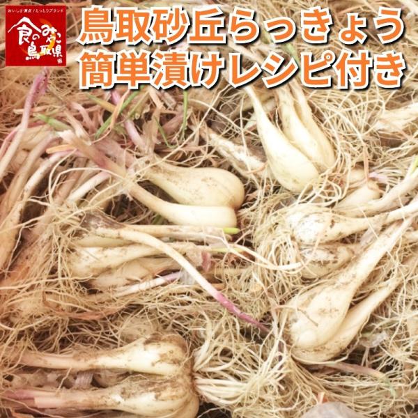 【発売日：2022年05月27日】福部町産の正真正銘の鳥取 砂丘 らっきょうです。希少な砂、茎、根付きの新鮮な状態でお届けいたします。茎は薬味としてご利用頂けますし、根はよく洗ってかき揚げに！！らっきょう部分は甘酢漬けはもちろん、油との相性...