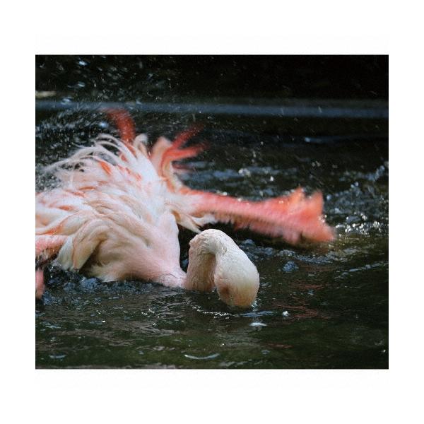 【発売日：2016年11月02日】ご注文後のキャンセル・返品は承れません。発売日:2016年11月02日/商品ID:4351717/ジャンル:J-POP/フォーマット:CD/構成数:1/レーベル:SAY HELLO TO NEVER REC...