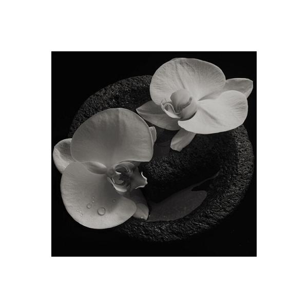 【発売日：2019年09月13日】ご注文後のキャンセル・返品は承れません。発売日:2019年09月13日/商品ID:4916191/ジャンル:ROCK/POP/フォーマット:CD/構成数:1/レーベル:Ipecac/アーティスト:Mike ...