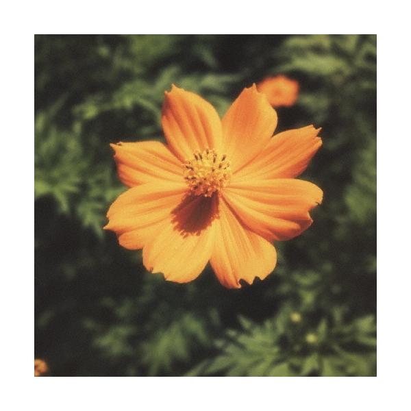 【発売日：2019年09月20日】ご注文後のキャンセル・返品は承れません。発売日:2019年09月20日/商品ID:4935233/ジャンル:J-POP/フォーマット:CD/構成数:1/レーベル:ROCKBELL/ベルウッドレコード/アーテ...