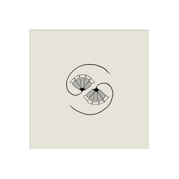 【発売日：2021年04月02日】ご注文後のキャンセル・返品は承れません。発売日:2021年04月02日/商品ID:5170145/ジャンル:ROCK/POP/フォーマット:LP/構成数:2/レーベル:Constellation/アーティス...