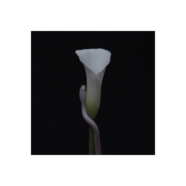 【発売日：2022年03月25日】ご注文後のキャンセル・返品は承れません。発売日:2022年03月25日/商品ID:5289222/ジャンル:ROCK/POP/フォーマット:CD/構成数:1/レーベル:ADA/Sumerian/アーティスト...