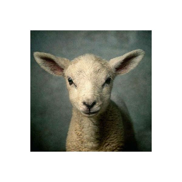 【発売日：2022年03月18日】ご注文後のキャンセル・返品は承れません。発売日:2022年03月18日/商品ID:5343025/ジャンル:COUNTRY/BLUES/フォーマット:CD/構成数:1/レーベル:Provident Musi...