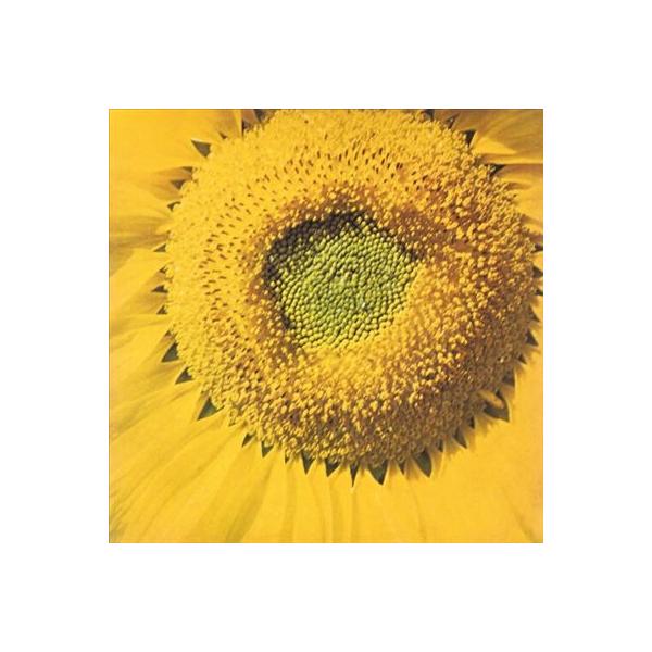 【発売日：2022年07月08日】ご注文後のキャンセル・返品は承れません。発売日:2022年07月上旬/商品ID:5446568/ジャンル:WORLD/REGGAE/フォーマット:7inch Single/構成数:1/レーベル:Mr. Bo...