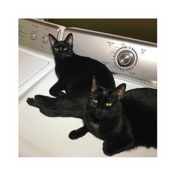 【発売日：2022年07月22日】ご注文後のキャンセル・返品は承れません。発売日:2022年07月22日/商品ID:5474251/ジャンル:ROCK/POP/フォーマット:CD/構成数:1/レーベル:HEADZ/アーティスト:Sam Pr...