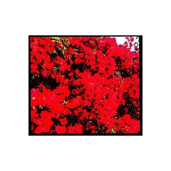 【発売日：2022年10月28日】ご注文後のキャンセル・返品は承れません。発売日:2022年10月28日/商品ID:5515171/ジャンル:ROCK/POP/フォーマット:CD/構成数:1/レーベル:Heavy Psych Sounds/...