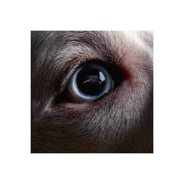 【発売日：2023年10月06日】ご注文後のキャンセル・返品は承れません。発売日:2023年10月06日/商品ID:5986435/ジャンル:ROCK/POP/フォーマット:CD/構成数:1/レーベル:Cooking Vinyl/アーティス...