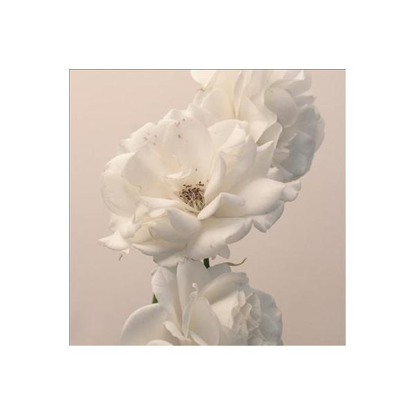 【発売日：2024年02月02日】ご注文後のキャンセル・返品は承れません。発売日:2024年02月02日/商品ID:6252697/ジャンル:ROCK/POP/フォーマット:CD/構成数:1/レーベル:Arising Empire/アーティ...