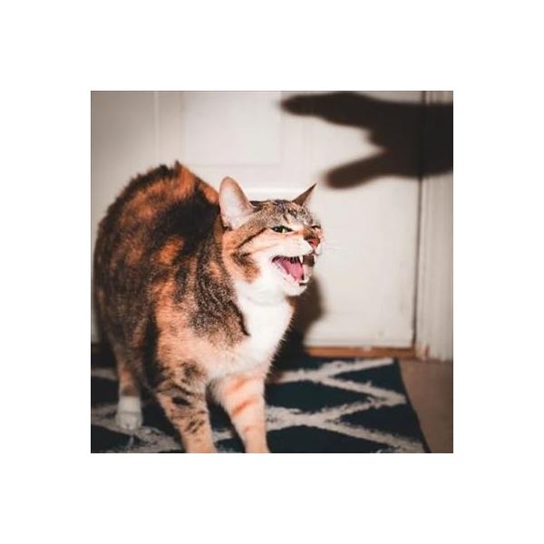 【発売日：2024年11月22日】ご注文後のキャンセル・返品は承れません。発売日:2024年11月22日/商品ID:6635273/ジャンル:ROCK/POP/フォーマット:LP/構成数:1/レーベル:Counter Intuitive/ア...