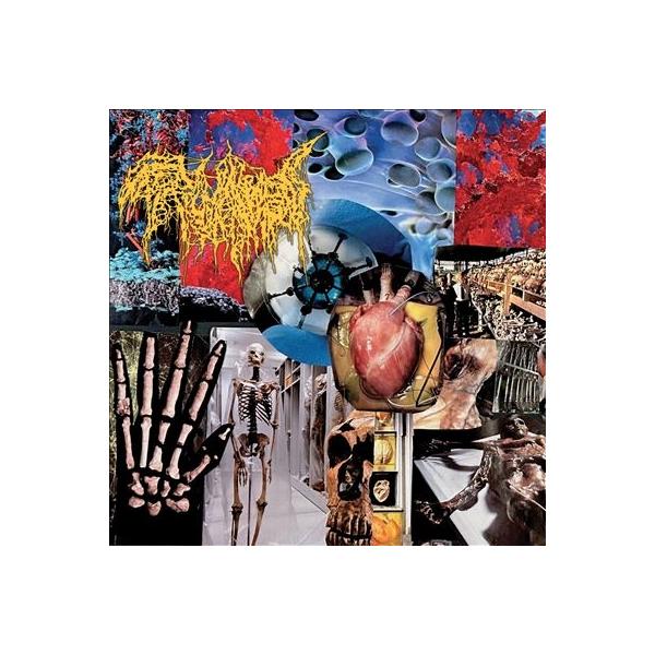 【発売日：2025年05月09日】ご注文後のキャンセル・返品は承れません。発売日:2025年05月09日/商品ID:6805668/ジャンル:ROCK/POP/フォーマット:CD/構成数:1/レーベル:New Standard Elite/...