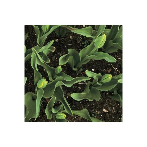 【発売日：2025年05月14日】ご注文後のキャンセル・返品は承れません。発売日:2025年05月14日/商品ID:6806255/ジャンル:J-POP/フォーマット:7inch Single/構成数:1/レーベル:Tuff Beats/ア...