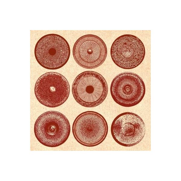 【発売日：2025年06月20日】ご注文後のキャンセル・返品は承れません。発売日:2025年06月20日/商品ID:6864446/ジャンル:ROCK/POP/フォーマット:CD/構成数:1/レーベル:Black Truffle/アーティス...