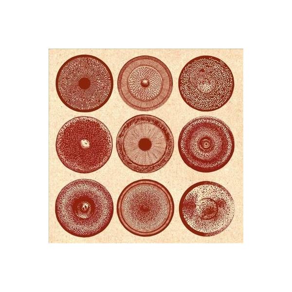 【発売日：2025年06月20日】ご注文後のキャンセル・返品は承れません。発売日:2025年06月20日/商品ID:6864447/ジャンル:ROCK/POP/フォーマット:LP/構成数:1/レーベル:Black Truffle/アーティス...