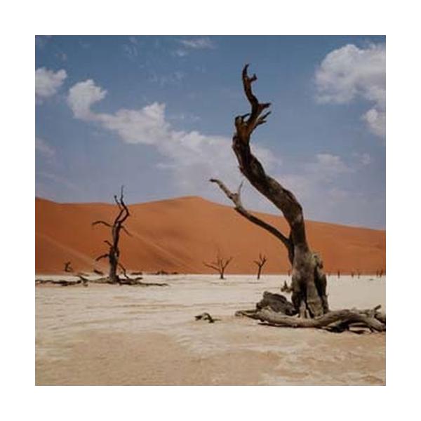 【発売日：2025年12月18日】ご注文後のキャンセル・返品は承れません。発売日:2025年12月18日/商品ID:6947396/ジャンル:ROCK/POP/フォーマット:CD/構成数:1/レーベル:Pelagic Records/アーテ...