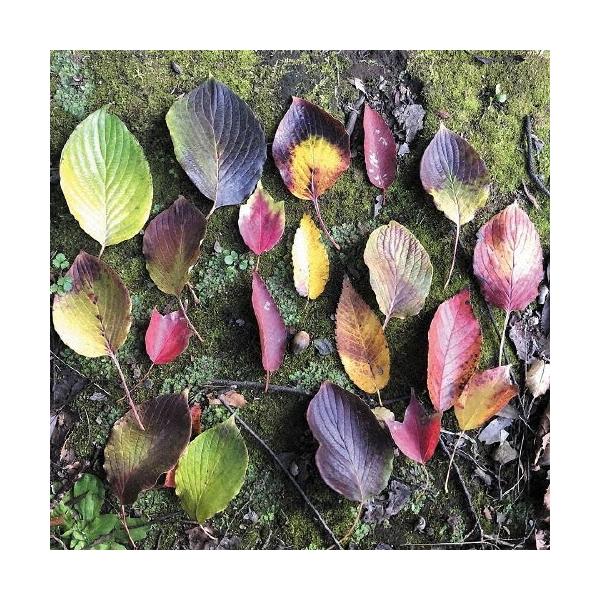 【発売日：2025年10月15日】ご注文後のキャンセル・返品は承れません。発売日:2025年10月15日/商品ID:6954536/ジャンル:JAZZ/フォーマット:CD/構成数:1/レーベル:FULLDESIGN RECORDS/アーティ...