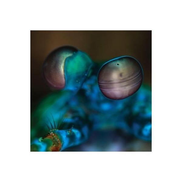 【発売日：2025年10月17日】ご注文後のキャンセル・返品は承れません。発売日:2025年10月17日/商品ID:6957446/ジャンル:JAZZ/フォーマット:CD/構成数:1/レーベル:Hausu Mountain/アーティスト:M...