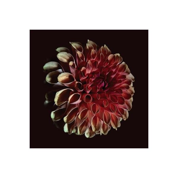 【発売日：2025年11月07日】ご注文後のキャンセル・返品は承れません。発売日:2025年11月07日/商品ID:6971387/ジャンル:JAZZ/フォーマット:CD/構成数:1/レーベル:Constellation/アーティスト:Je...