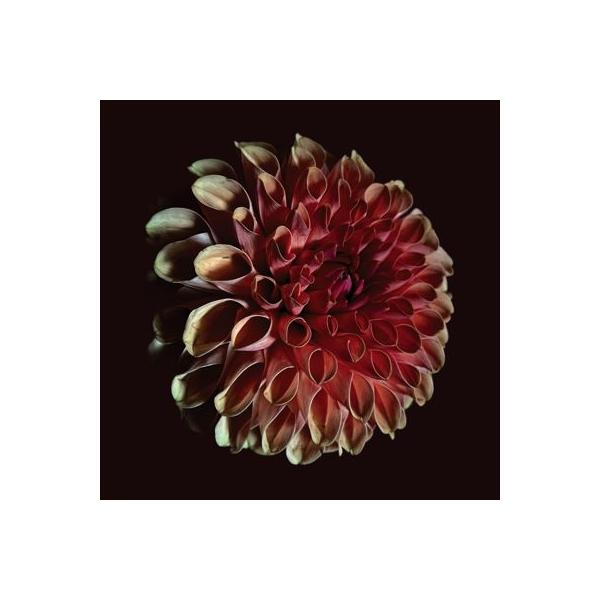 【発売日：2025年11月11日】ご注文後のキャンセル・返品は承れません。発売日:2025年11月11日/商品ID:6971388/ジャンル:JAZZ/フォーマット:LP/構成数:1/レーベル:Constellation/アーティスト:Je...