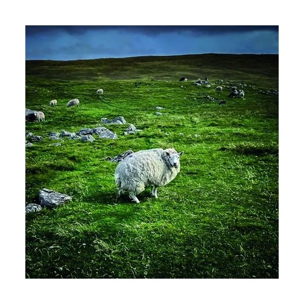 【発売日：2025年12月09日】ご注文後のキャンセル・返品は承れません。発売日:2025年12月09日/商品ID:7920972/ジャンル:ROCK/POP/フォーマット:CD/構成数:1/レーベル:Quixote/アーティスト:Poor...