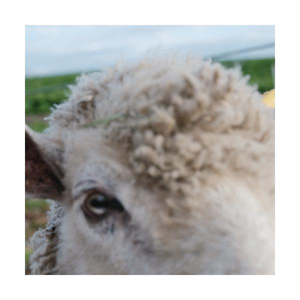 【発売日：2026年03月18日】ご注文後のキャンセル・返品は承れません。発売日:2026年03月18日/商品ID:7959711/ジャンル:J-POP/フォーマット:CD/構成数:1/レーベル:Village Again/アーティスト:N...