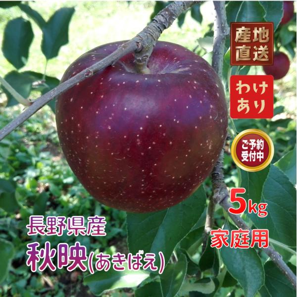 【発売日：2026年10月16日】【注意：本商品は予約販売商品の為、収穫まで発送されません】※お急ぎの方はご一報ください 【注意：秋映は特に果皮表面の『サビ』(商品画像3・4枚目)が多く見た目が良くありません。】【注意：気候の影響で例年より...