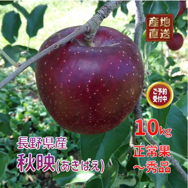 【発売日：2026年10月16日】【注意：本商品は予約販売商品の為、収穫まで発送されません】※お急ぎの方はご一報ください 【注意：気候の影響で例年よりサイズが小さく大玉は少な目めのご用意となります】【品種】『秋映』りんご三兄弟【規格】正常果...