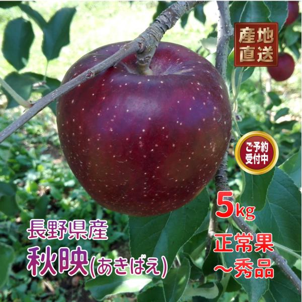 【発売日：2026年10月16日】【注意：本商品は予約販売商品の為、収穫まで発送されません】※お急ぎの方はご一報ください 【注意：気候の影響で例年よりサイズが小さく大玉は少な目めのご用意となります】【品種】『秋映』りんご三兄弟【規格】正常果...