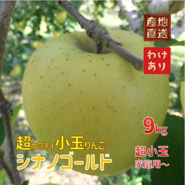 【発売日：2025年11月22日】【品種】『シナノゴールド』りんご三兄弟【規格】超小玉(家庭用〜正常果)【重さ】約9.0kg【玉数】46〜66玉【味】酸味が強めの甘いりんご【食感】シャッキシャキの食感、あふれる果汁【蜜入】無し　※絶対蜜入し...