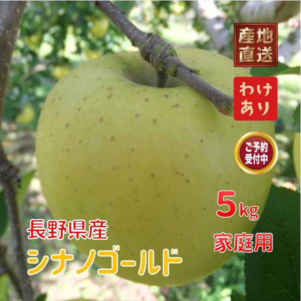 【発売日：2025年11月11日】【注意：本商品は予約販売商品の為、収穫まで発送されません】※収穫済　※お急ぎの方はご一報ください【品種】りんご三兄弟の『シナノゴールド』【規格】家庭用【重さ】約4.5〜5kg【玉数】8〜23玉【味】甘みと強...