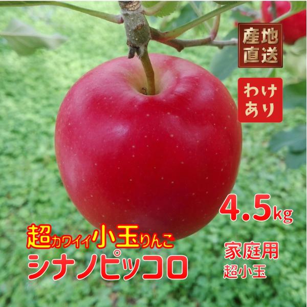 【品種】『シナノピッコロ』トマトのように鮮やかな赤色のカワイイ小玉りんご【規格】『家庭用』〜『正常果(赤秀〜秀)』【重さ】約4.5〜5kg【玉数】18〜33玉(今年は大玉傾向です)【味】　酸味と甘みが絶妙でりんご好きにはたまらない味【食感】...