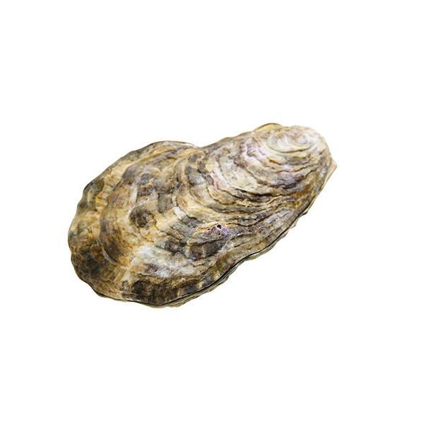 ■商品名：Nature of Japan 日本のいきもの01日本に生息する生き物の美しさを丁寧に表現した本格フィギュアNature of japanシリーズが奇跡の復活！身近な生き物から天然記念物まで、バラエティ豊かにラインナップ！それぞれ...