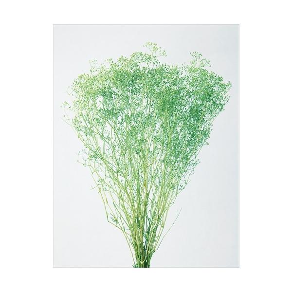 【商品詳細】【商品名】大地農園/ソフトカスミ草【サイズ】L約40.0cm【入数】22g【注意】※ご使用のＰＣ環境により、実物の色目と差異がある場合もあります。※生花由来の商品のため、商品ごとに色・サイズ・状態等に個体差がございます。そのため...
