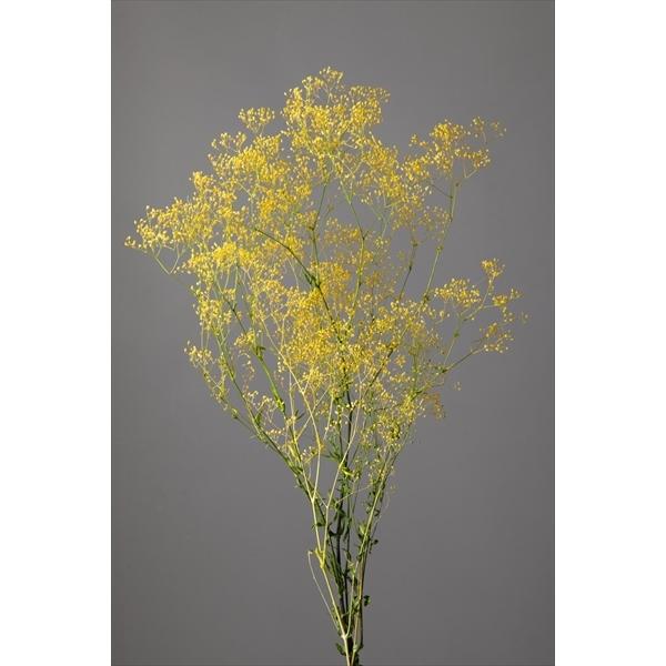 【商品詳細】【商品名】スーパーソフトミニカスミ草・フレア【サイズ】L約50cm【入数】10-15g【注意】※ご使用のＰＣ環境により、実物の色目と差異がある場合もあります。※生花由来の商品のため、商品ごとに色・サイズ・状態等に個体差がございま...