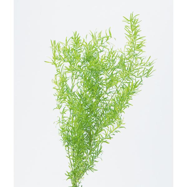 【商品詳細】【商品名】大地農園/アスパラ・スプリンゲリー【サイズ】L約40-50cm【入数】1束（約3本)【注意】※ご使用のＰＣ環境により、実物の色目と差異がある場合もあります。※生花由来の商品のため、商品ごとに色・サイズ・状態等に個体差が...