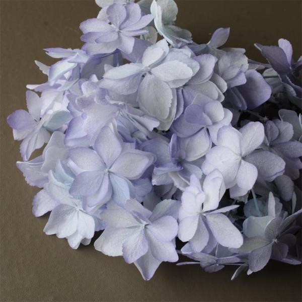 【商品名】大地農園/ひなアジサイ・ヘッド【入り数】約1輪（1箱）【注意】※ご使用のＰＣ環境により、実物の色目と差異がある場合もあります。※生花由来の商品のため、商品ごとに色・サイズ・状態等に個体差がございます。そのため、入荷により色目やサイ...