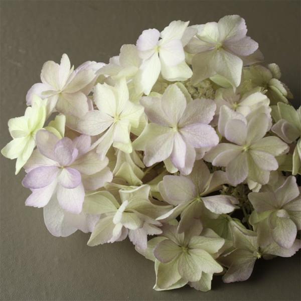 【商品名】大地農園/ひなアジサイ・ヘッド【入り数】約1輪（1箱）【注意】※ご使用のＰＣ環境により、実物の色目と差異がある場合もあります。※生花由来の商品のため、商品ごとに色・サイズ・状態等に個体差がございます。そのため、入荷により色目やサイ...