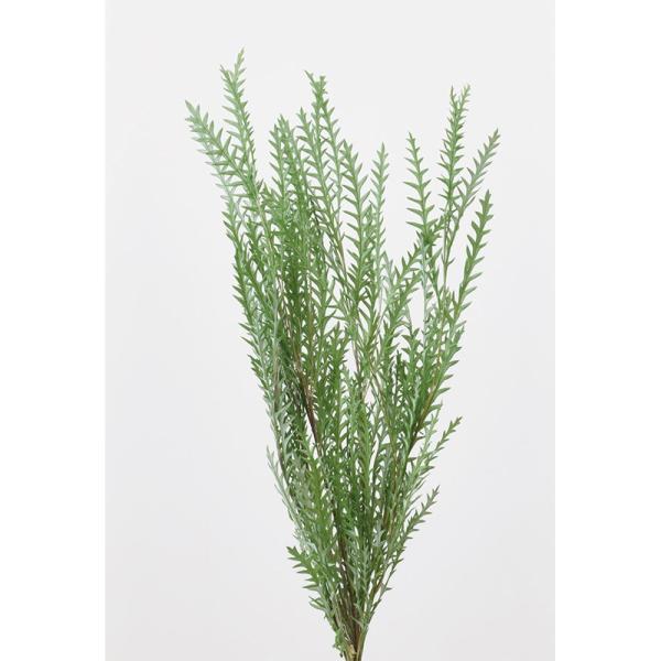 商品名大地農園/グレビレア・アイバンフォー入数1束(約30g/約2本)サイズ約40-70cmL必ずご確認ください※ナチュラル素材からの加工の為、色にばらつきがあります。注意※ご使用のＰＣ環境により、実物の色目と差異がある場合もあります。※生...