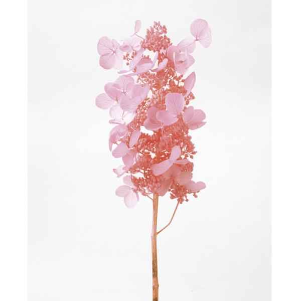 【商品詳細】【商品名】大地農園/ソフトノリウツギ 【入り数】1束(約2本)【サイズ】約65cmL【注意】※ご使用のＰＣ環境により、実物の色目と差異がある場合もあります。※生花由来の商品のため、商品ごとに色・サイズ・状態等に個体差がございます...