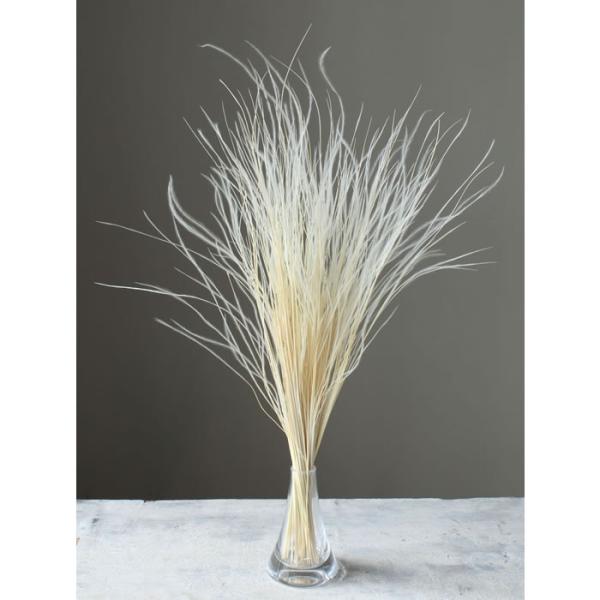 【商品詳細】【商品名】大地農園/フェザーグラス【サイズ】約30-40cmL【入数】1束(約12g)【注意】※ご使用のＰＣ環境により、実物の色目と差異がある場合もあります。※生花由来の商品のため、商品ごとに色・サイズ・状態等に個体差がございま...