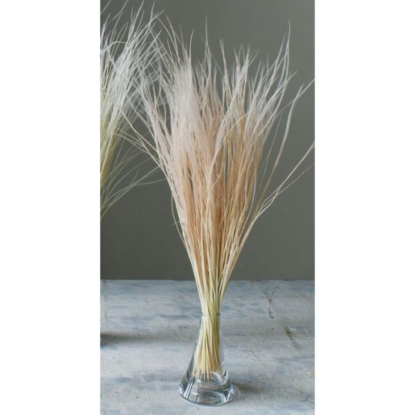 【商品詳細】【商品名】大地農園/フェザーグラス【サイズ】約30-40cmL【入数】1束(約12g)【注意】※ご使用のＰＣ環境により、実物の色目と差異がある場合もあります。※生花由来の商品のため、商品ごとに色・サイズ・状態等に個体差がございま...