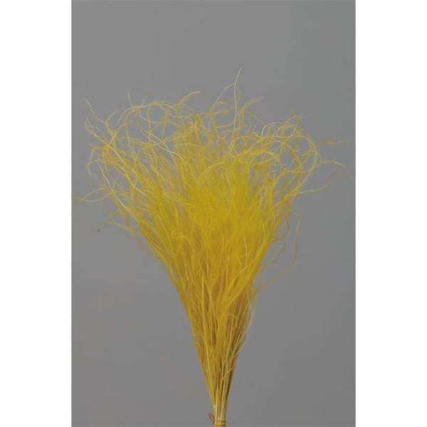 【商品詳細】【商品名】大地農園/フェザーグラス【サイズ】約30-40cmL【入数】1束(約12g)【注意】※ご使用のＰＣ環境により、実物の色目と差異がある場合もあります。※生花由来の商品のため、商品ごとに色・サイズ・状態等に個体差がございま...