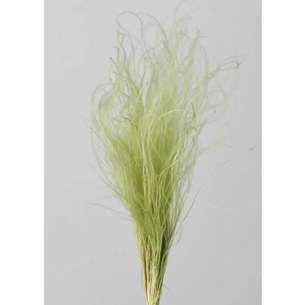 【商品詳細】【商品名】大地農園/フェザーグラス【サイズ】約30-40cmL【入数】1束(約12g)【注意】※ご使用のＰＣ環境により、実物の色目と差異がある場合もあります。※生花由来の商品のため、商品ごとに色・サイズ・状態等に個体差がございま...