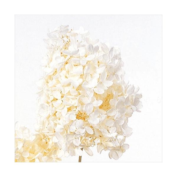 【商品詳細】【商品名】大地農園/ソフトピラミッドアジサイ【入り数】1箱(約2輪)【注意】※ご使用のＰＣ環境により、実物の色目と差異がある場合もあります。※生花由来の商品のため、商品ごとに色・サイズ・状態等に個体差がございます。そのため、入荷...