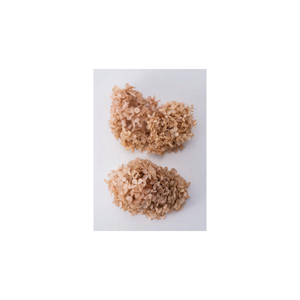 【商品詳細】【商品名】大地農園/ソフトピラミッドアジサイ【入り数】1箱(約2輪)【注意】※ご使用のＰＣ環境により、実物の色目と差異がある場合もあります。※生花由来の商品のため、商品ごとに色・サイズ・状態等に個体差がございます。そのため、入荷...