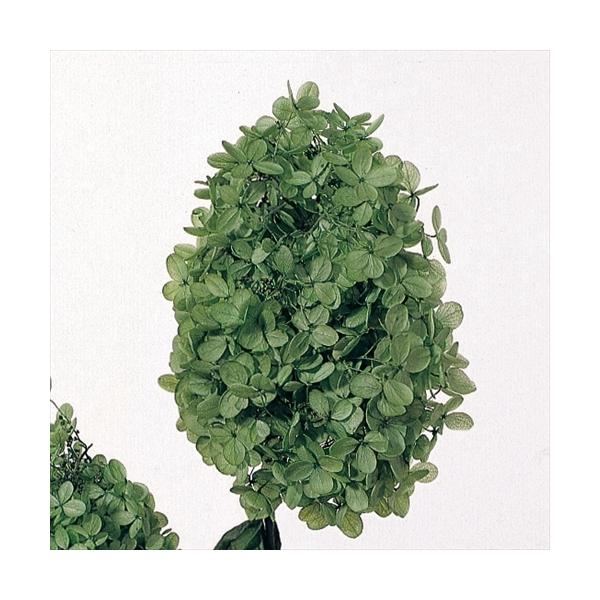 【商品詳細】【商品名】大地農園/ソフトピラミッドアジサイ【入り数】1箱(約2輪)【注意】※ご使用のＰＣ環境により、実物の色目と差異がある場合もあります。※生花由来の商品のため、商品ごとに色・サイズ・状態等に個体差がございます。そのため、入荷...