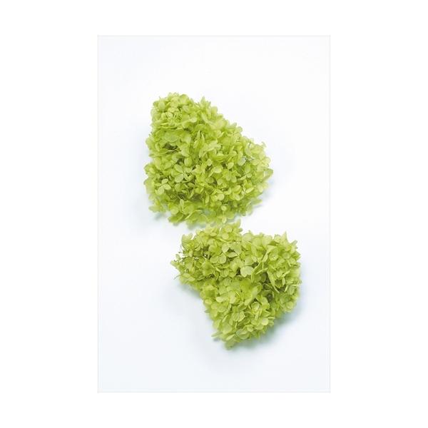 【商品詳細】【商品名】大地農園/ソフトピラミッドアジサイ【入り数】1箱(約2輪)【注意】※ご使用のＰＣ環境により、実物の色目と差異がある場合もあります。※生花由来の商品のため、商品ごとに色・サイズ・状態等に個体差がございます。そのため、入荷...